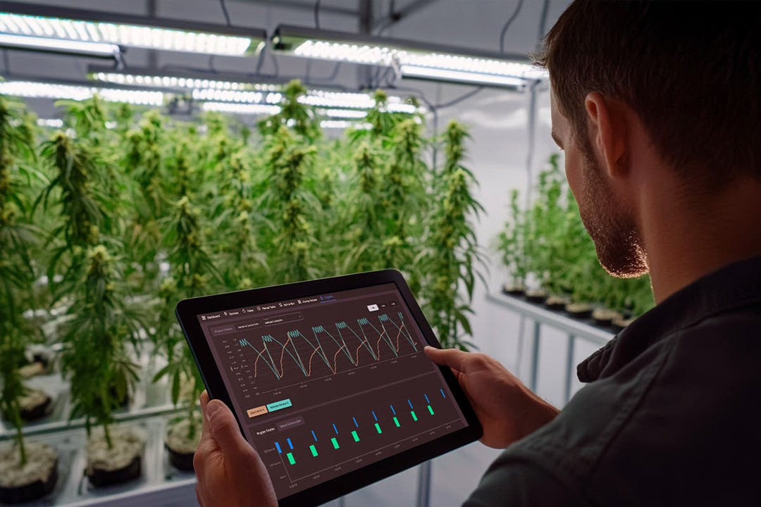 Crop Steering Techniques for Enhanced Yields in Cannabis Cultivation ...