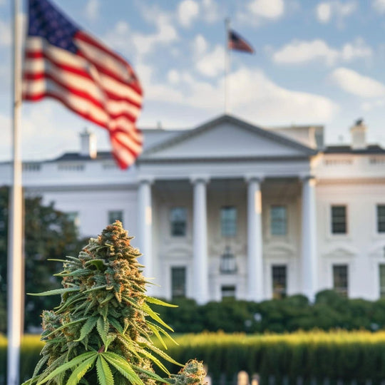 Impact of Celebrity Pot Summit on Cannabis Politics | White House Event ...