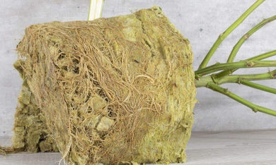 A Guide To Reusing Rockwool in Hydroponics – FloraFlex