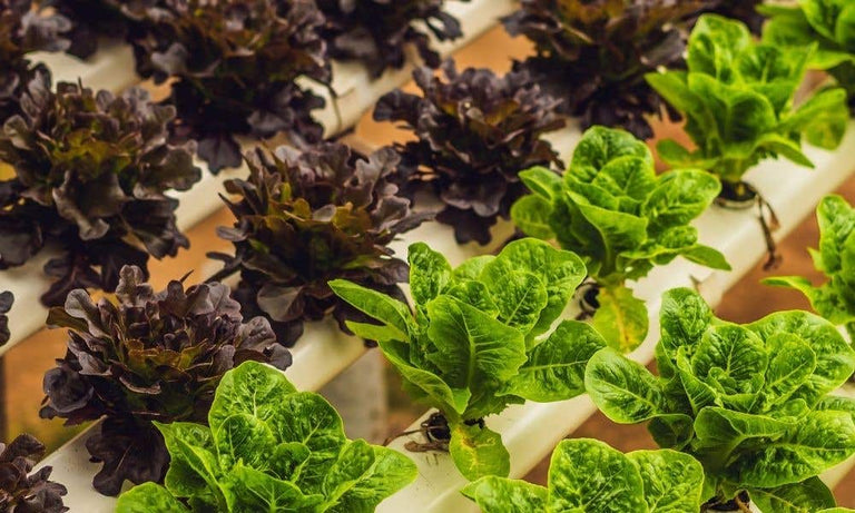 Equipment You Need for Hydroponics – FloraFlex
